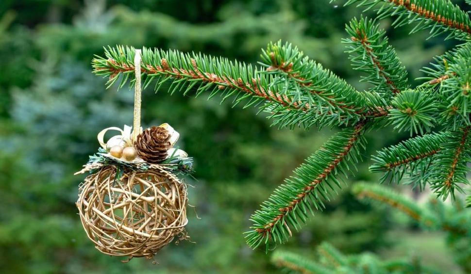 Trucuri pentru ca bradul natural de Crăciun să reziste mai mult. Așa va ...