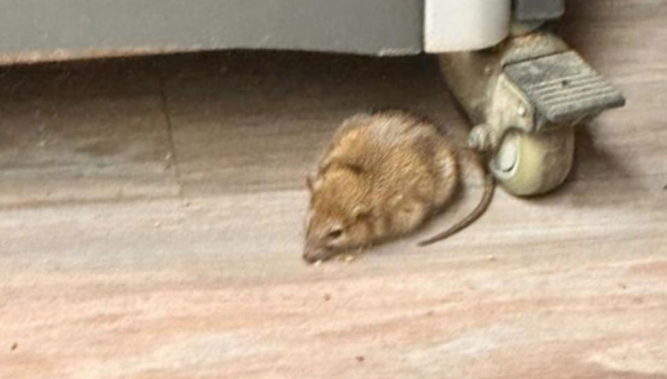 Şobolan surprins într-un magazin din Bucureşti. ANPC a făcut verificări