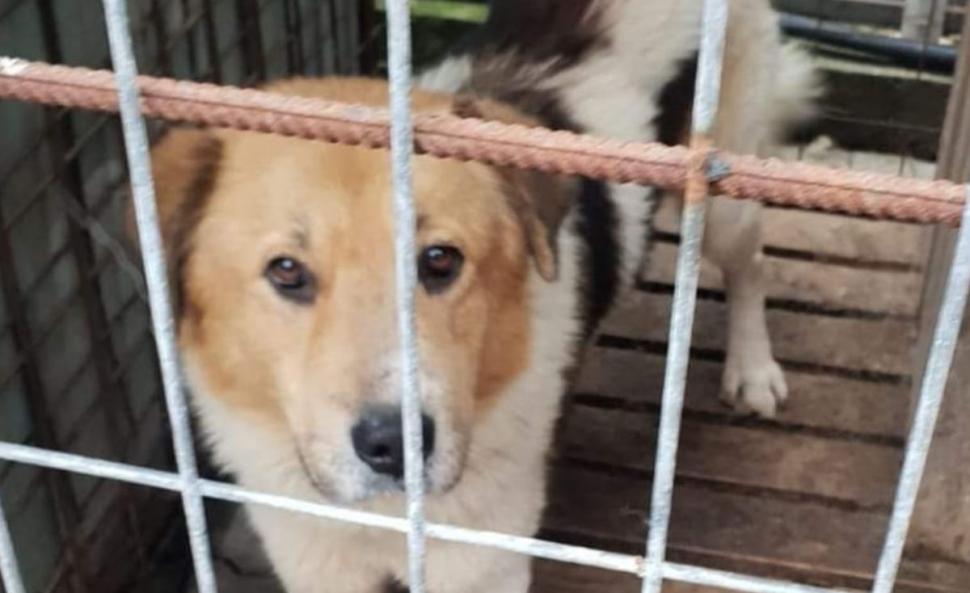 Localitatea din România unde se face un adăpost pentru câini, de ...