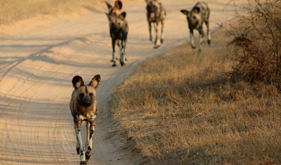 O zonă din România, invadată de şacali. "Au ajuns lângă blocuri ...