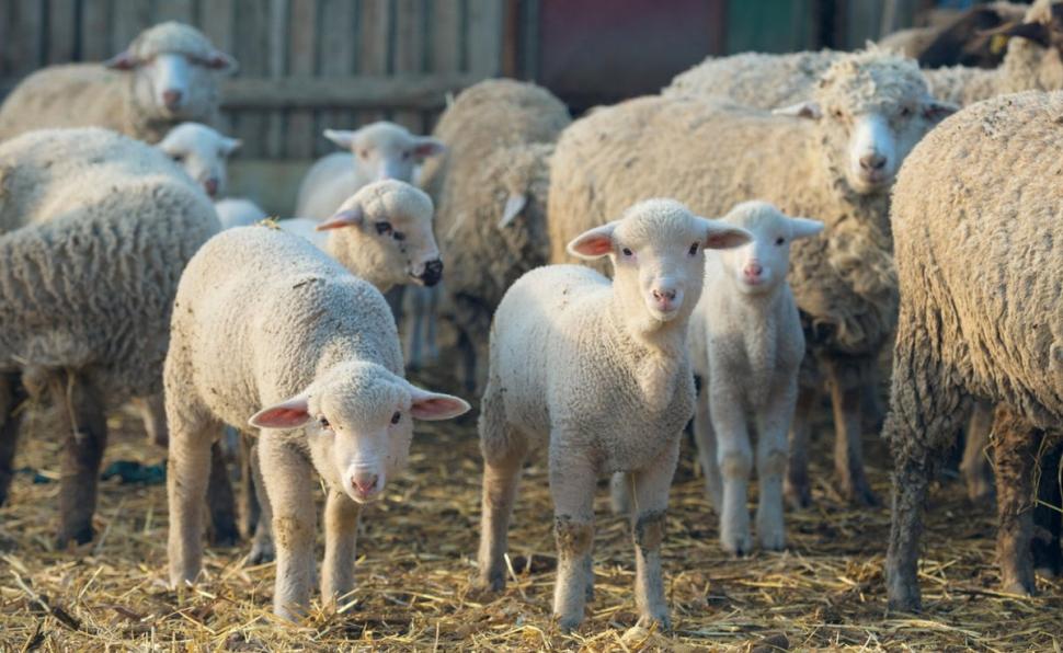 Mielul românesc este profitabil la export. Carnea de Ţurcană a devenit ...