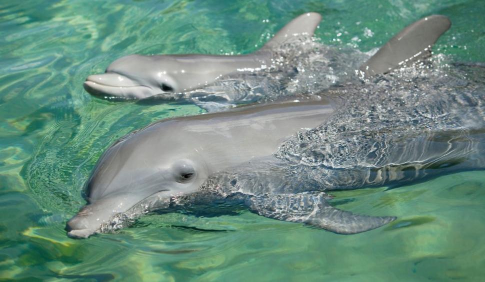 Primul pui de delfin născut în captivitate, în România, la Delfinariul ...