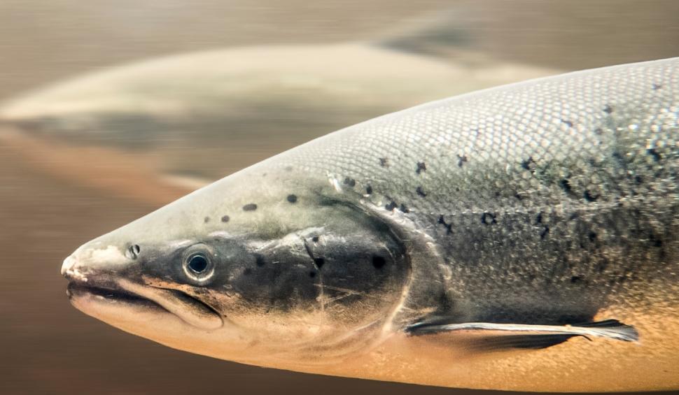 Păstrăv gigant de peste un metru, prins de un bărbat pe un lac de munte ...