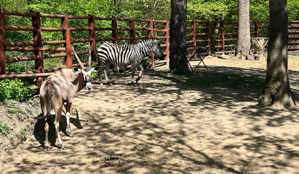 Animale noi, la Grădina Zoologică Sibiu: Imagini inedite cu cei doi ...