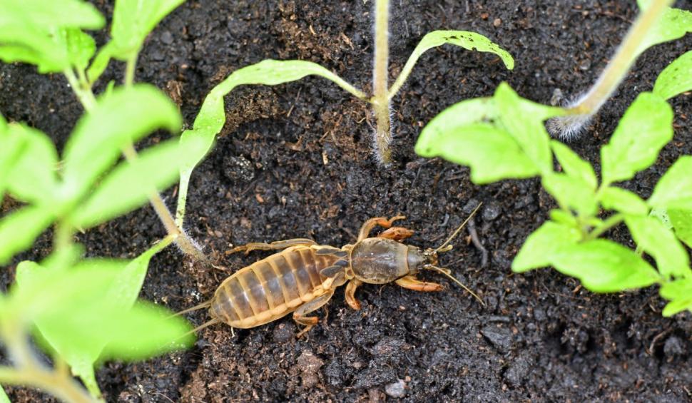 Metoda naturistă a unui fermier prin care a scăpat de coropișnițele din ...
