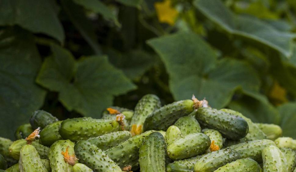 Reguli de aur pentru o recoltă bogată de castraveți. Un ingredient din ...