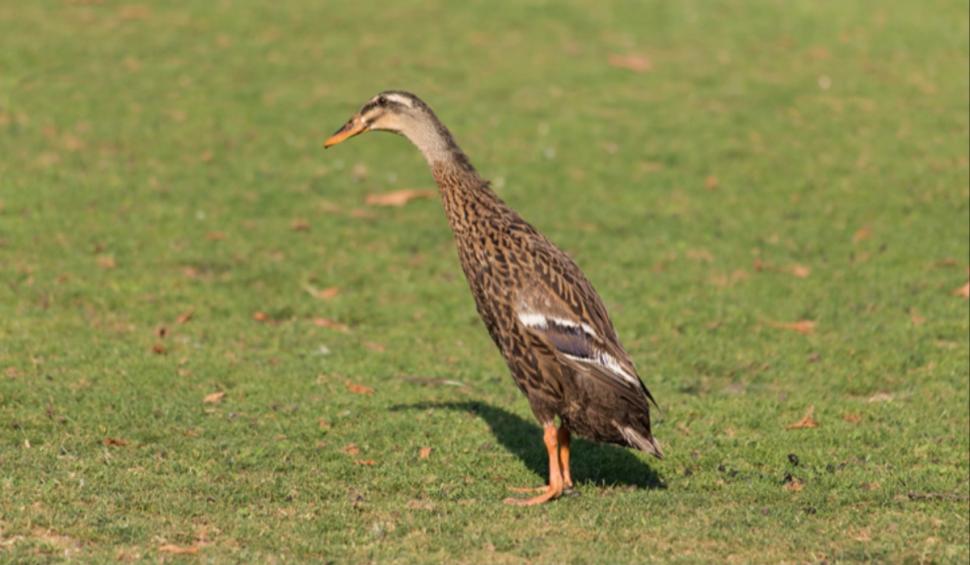 Rațele alergătoare indiene sunt folosite în România în loc de pesticide