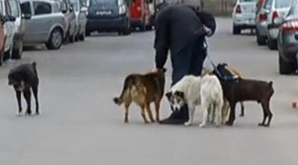 Bucharest, stray dogs heaven: in Bucharest every hour, two inhabitants ...