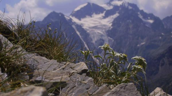 FLOAREA-DE-COLȚ. De ce este considerată FLOAREA DE COLȚ simbol al ...