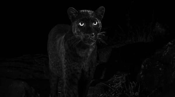 Ştiri despre Leopard