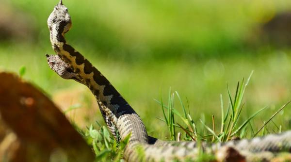Imagini rare cu masculi de viperă cu corn în Parcul Național Defileul ...