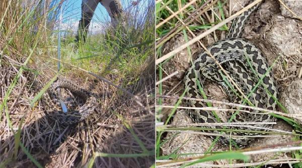 Atenţie! Șerpii veninoși s-au înmulțit pe traseele montane | Imagini cu ...