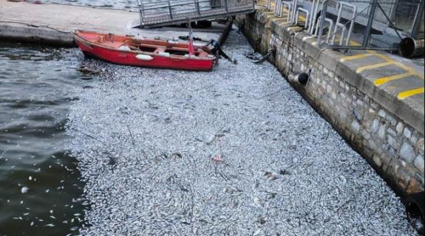 Imagini greu de privit în stațiunea grecească Volos, unde peștii ...