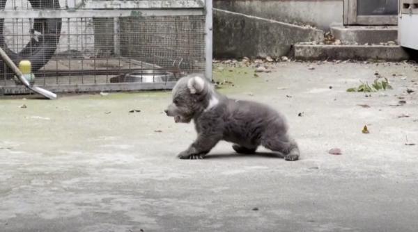 Puiul de urs Junjun a devenit noua atracție a grădinii zoologice din ...