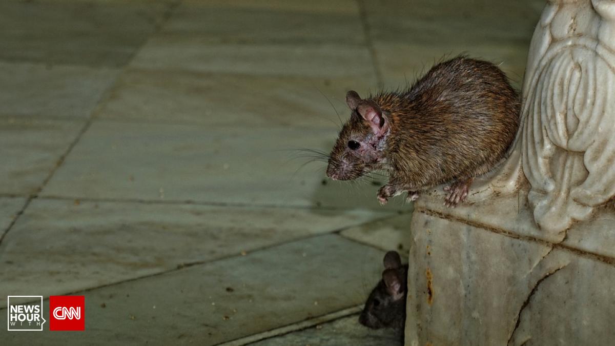 O familie din centrul Bucureștiului s-a trezit cu un șobolan uriaș în ...