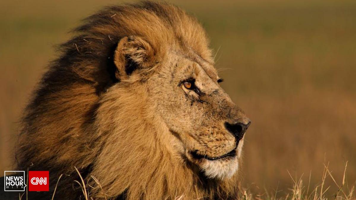 Autorităţile din Târgoviște nu au găsit leul care umblă liber pe străzi ...