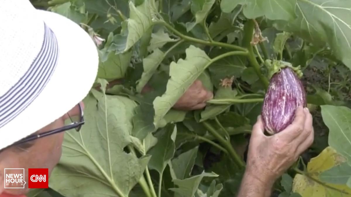 Legume exotice, cultivate ecologic de un profesor universitar, în Bihor ...