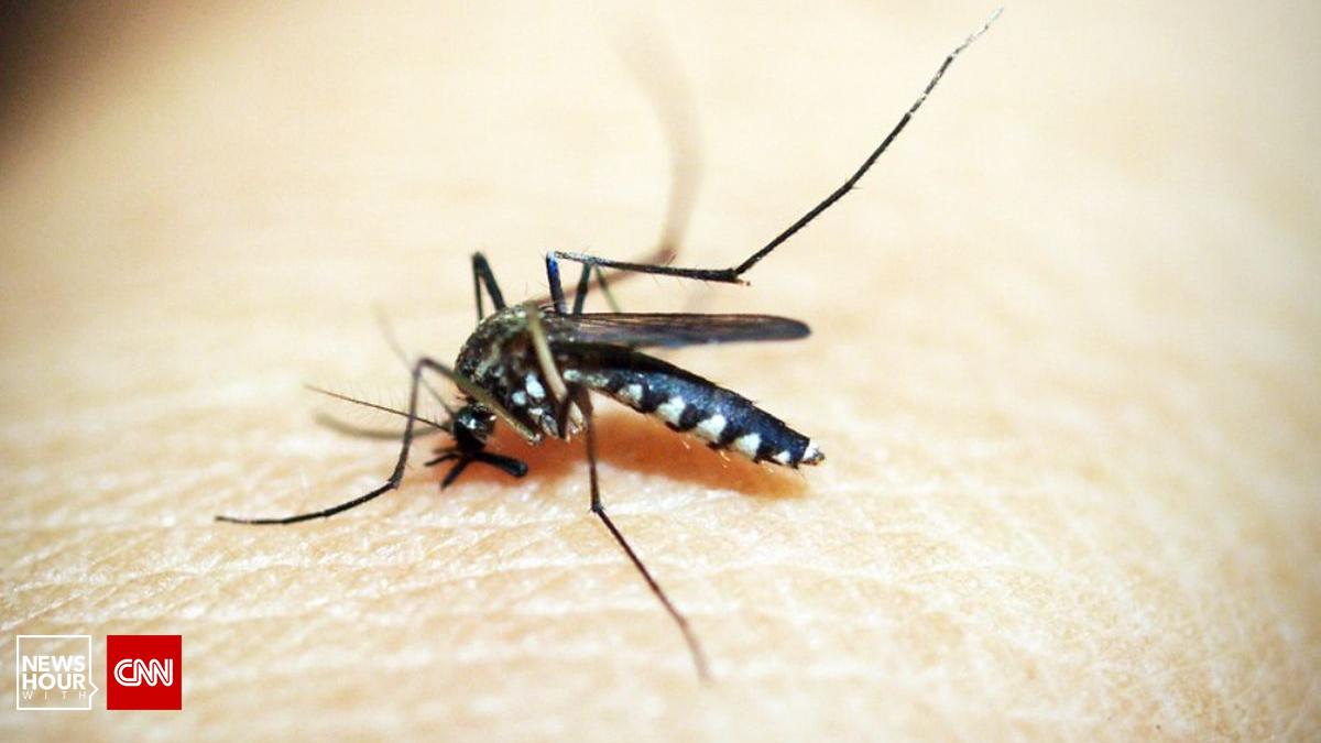 Invazie de țânțari în București. Boala mortală care poate fi cauzată de ...