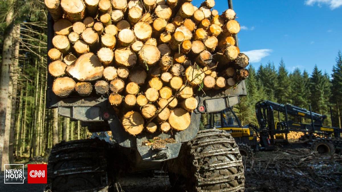 Noi modificări ale Codului Silvic, adoptate de Senat | Ce vor putea ...