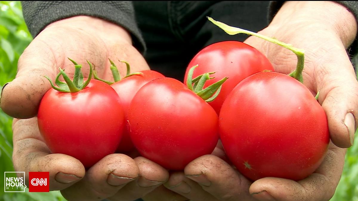 Prima recoltă de roșii de Matca a ajuns în piață | Preţul unui kilogram ...